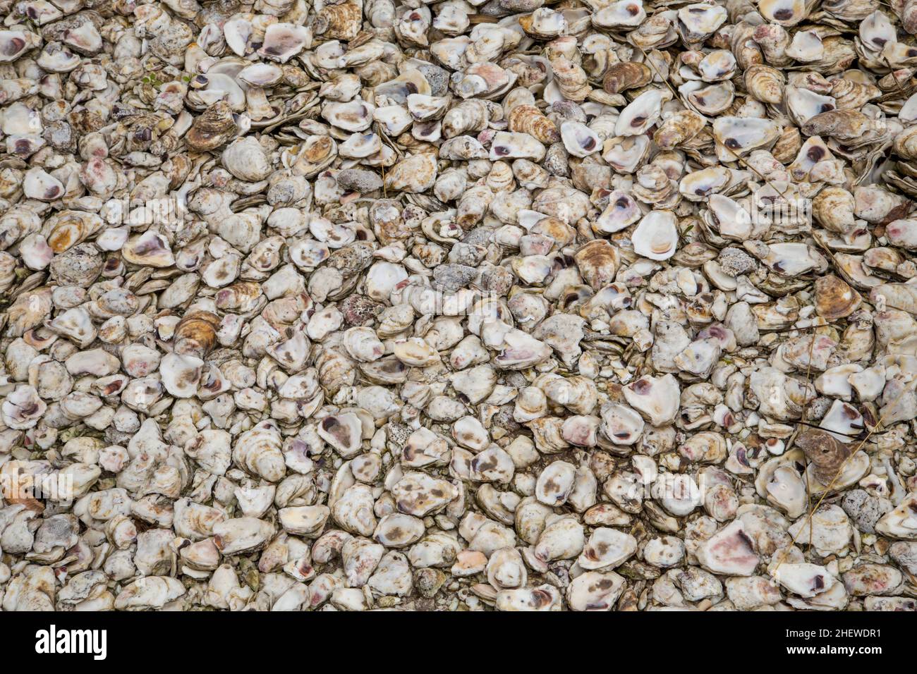 Very old shells hi-res stock photography and images - Alamy