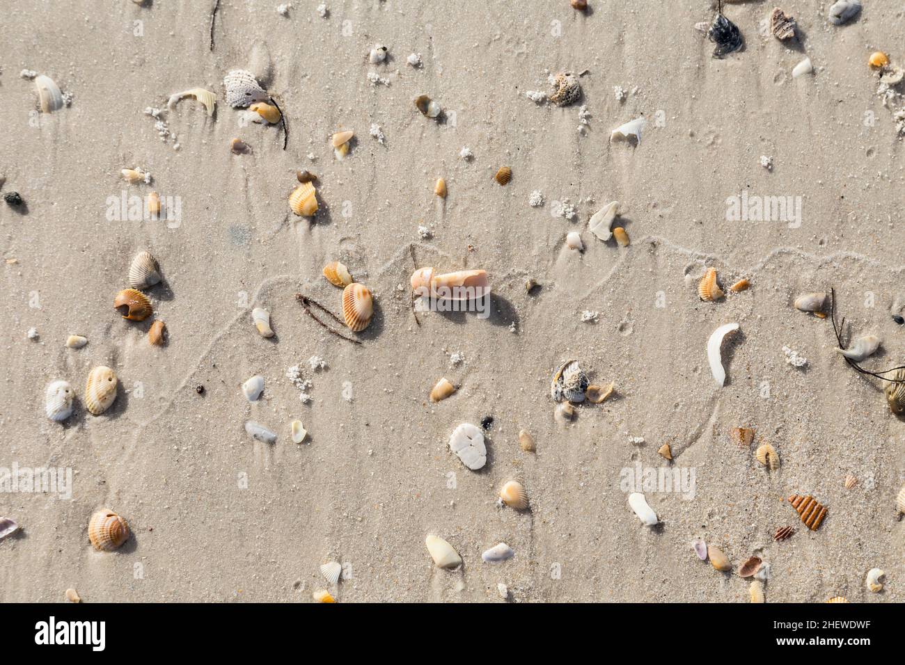 Beautiful shells hi-res stock photography and images - Alamy