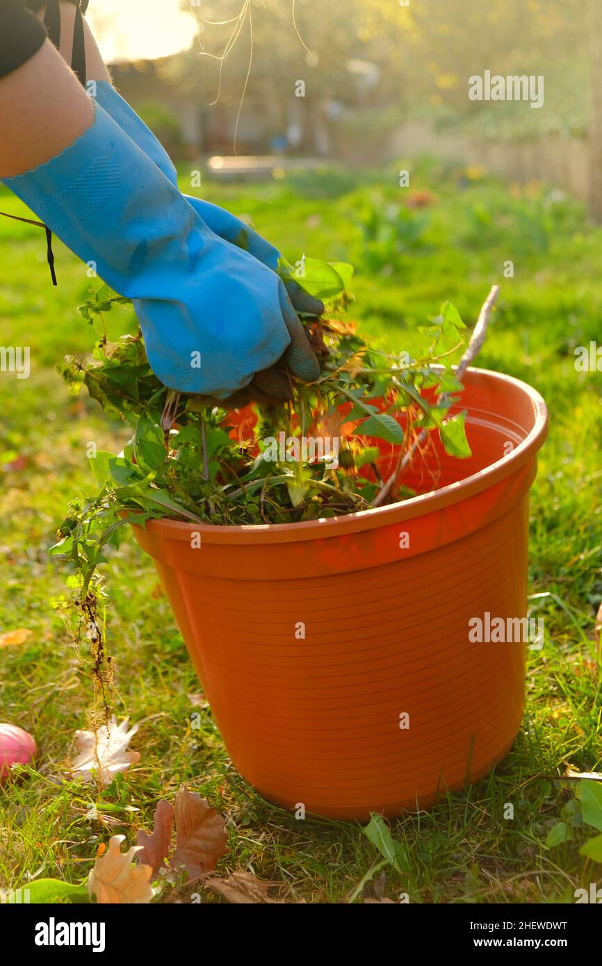Dandelion removal. Removing weeds in the garden. Cleaning the garden in ...