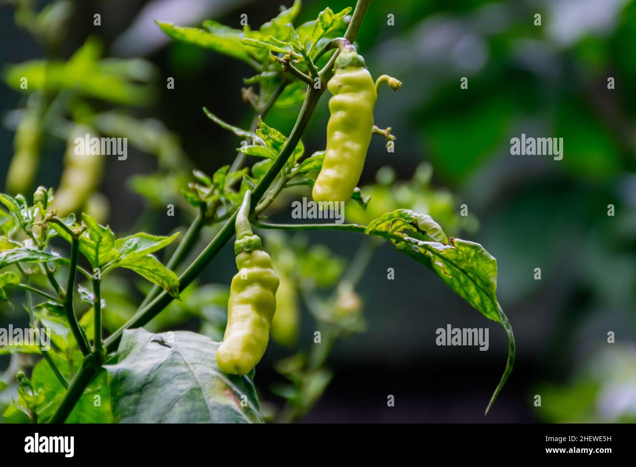 Green cayenne pepper hi-res stock photography and images - Alamy