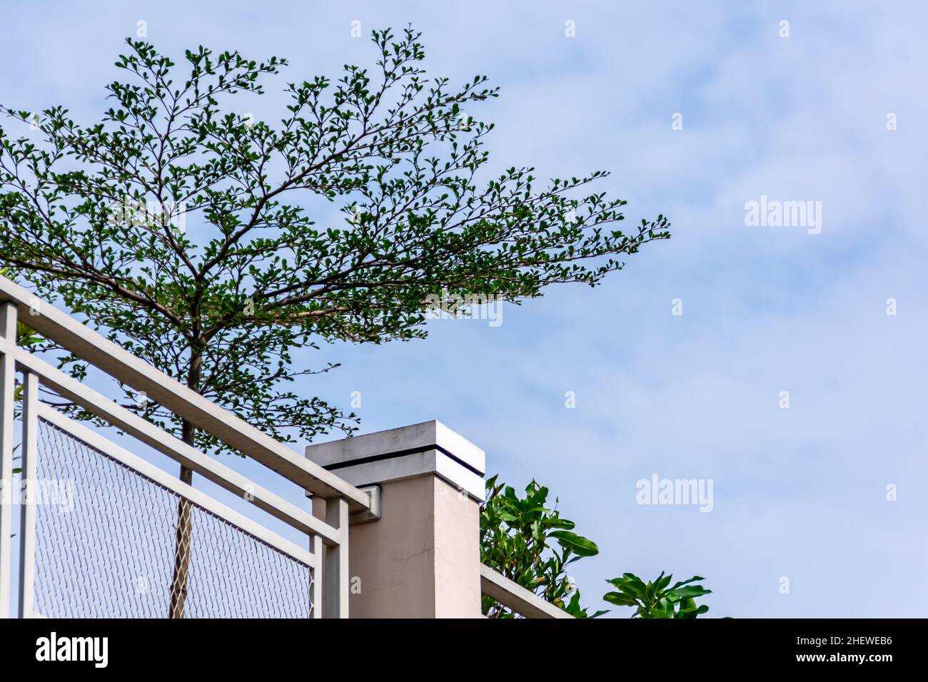 a green trees from the roof top garden on modern architecture house ...