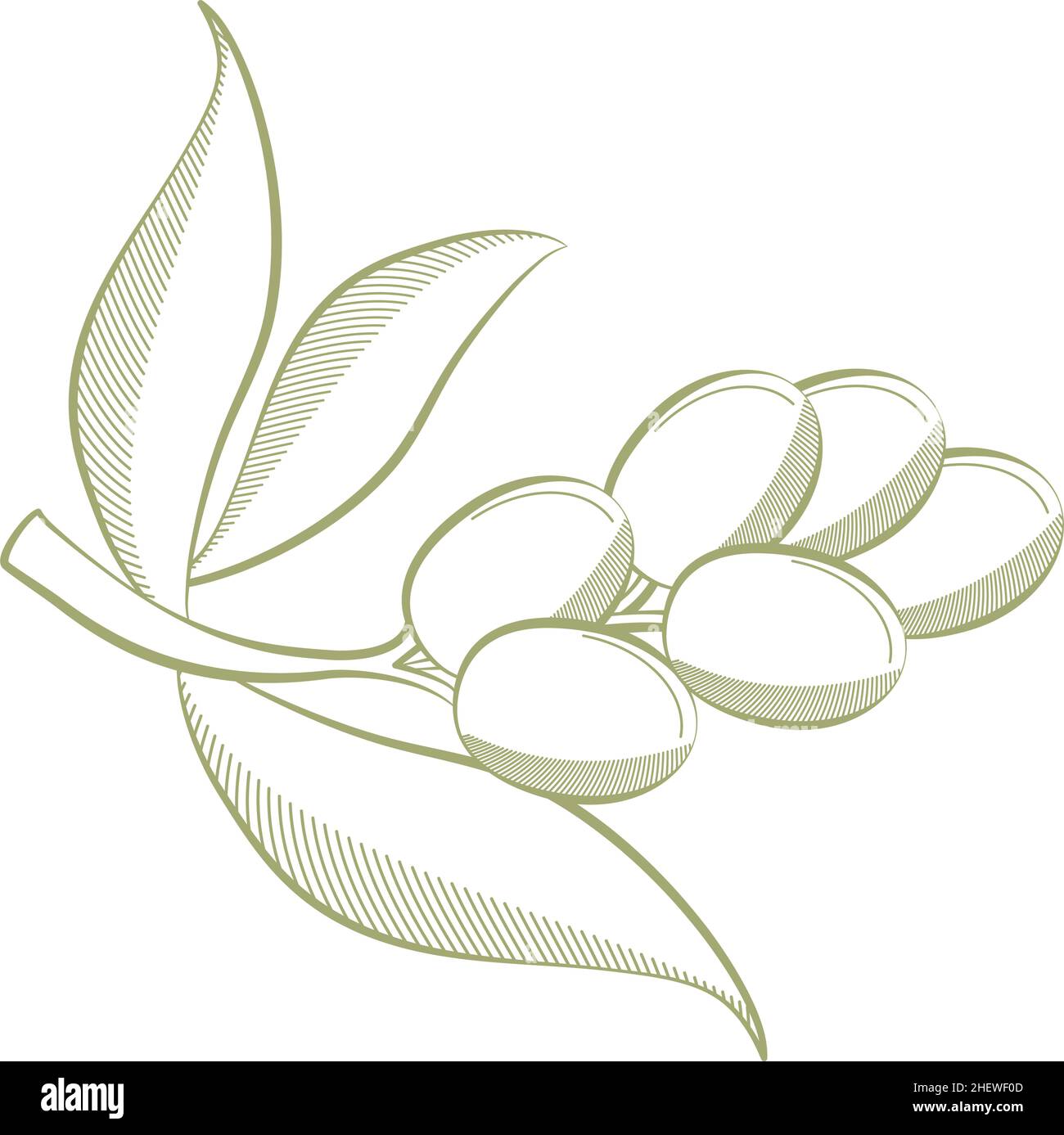 olive branch design Stock Vector Image & Art - Alamy