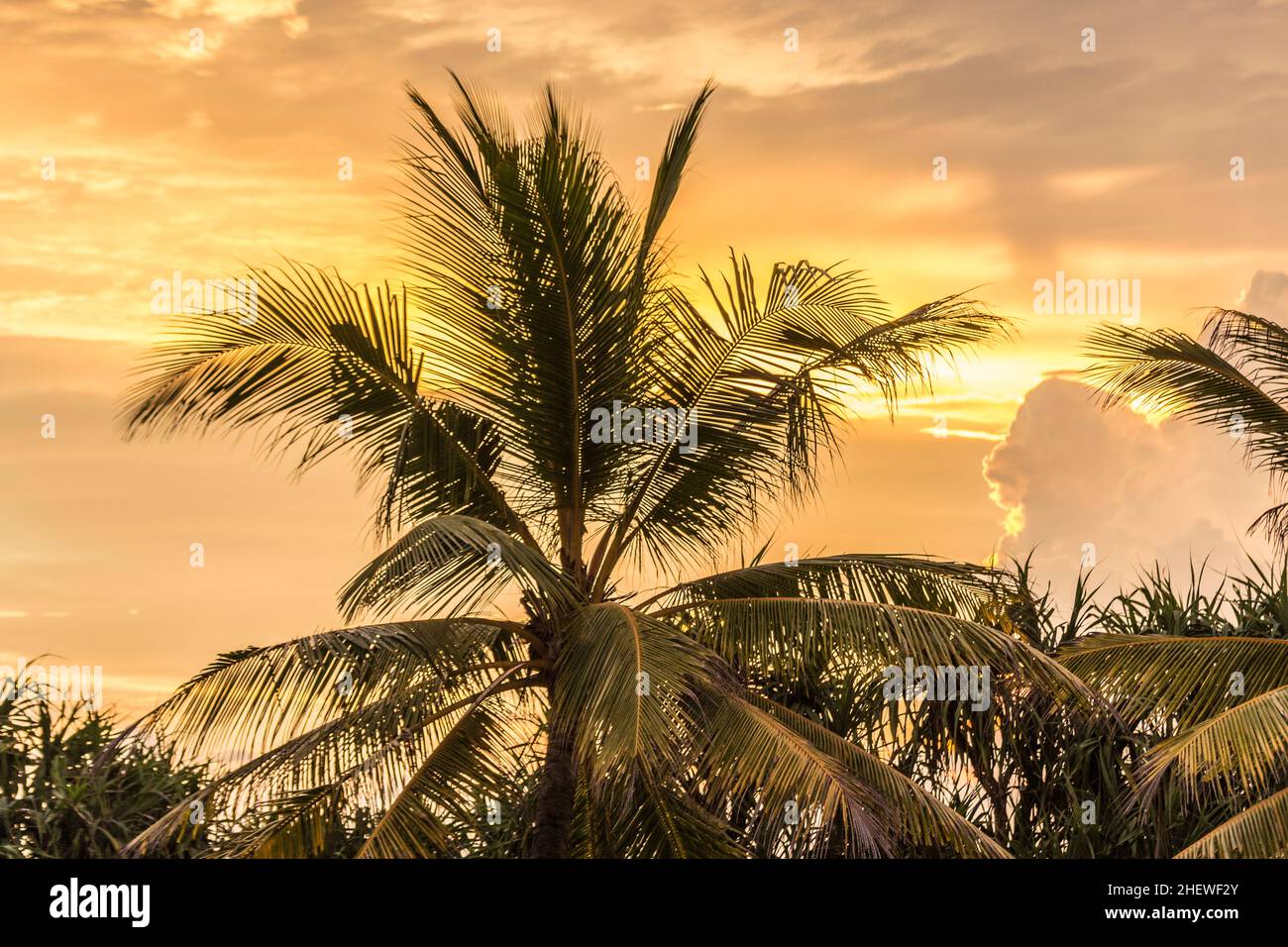 Set of palm trees hi-res stock photography and images - Alamy