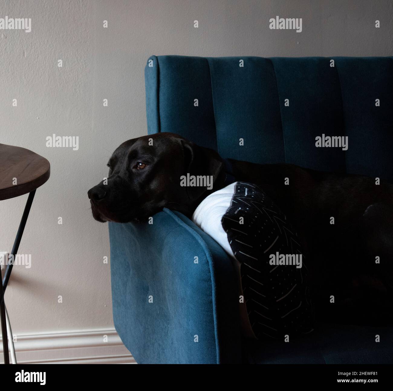 Dog pondering hi-res stock photography and images - Alamy