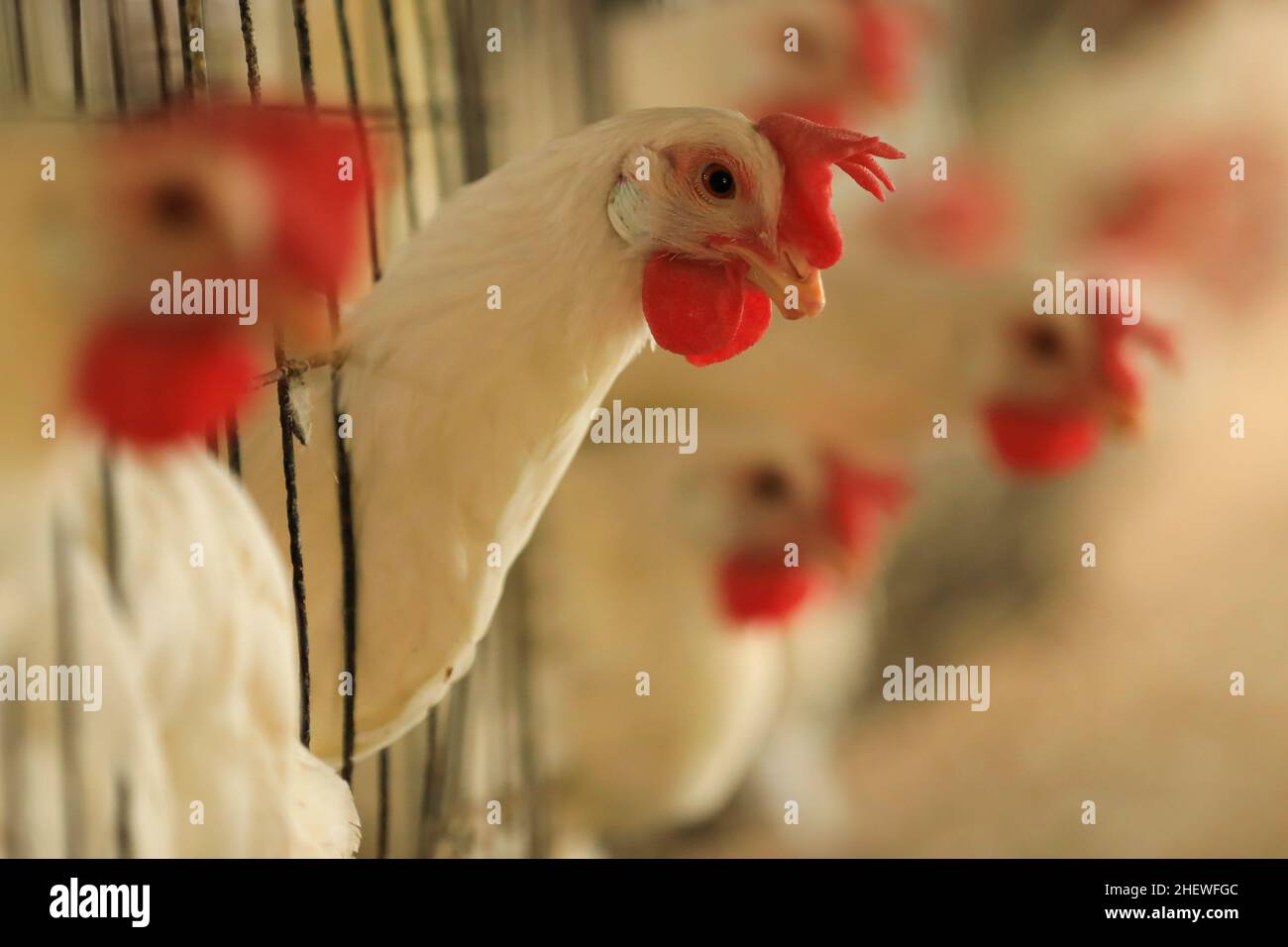 Large scale chicken farming hi-res stock photography and images - Alamy