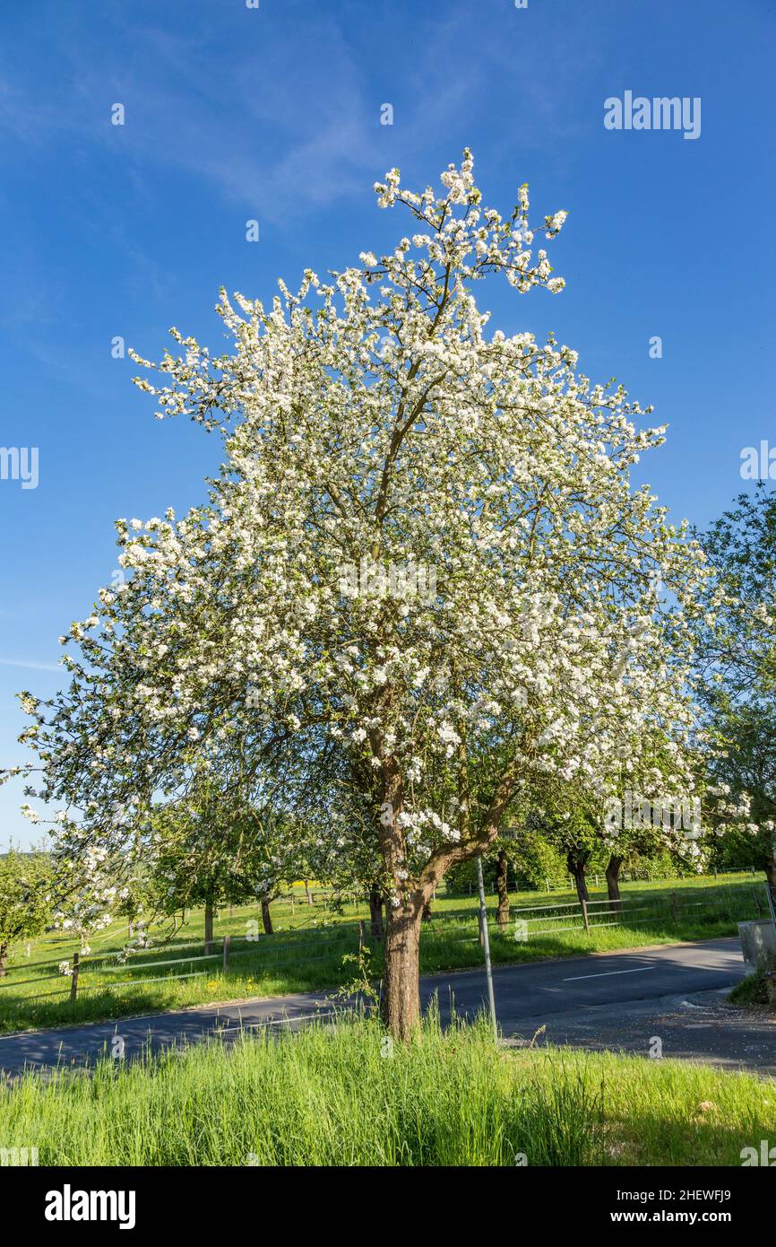 Street apple tree hi-res stock photography and images - Alamy