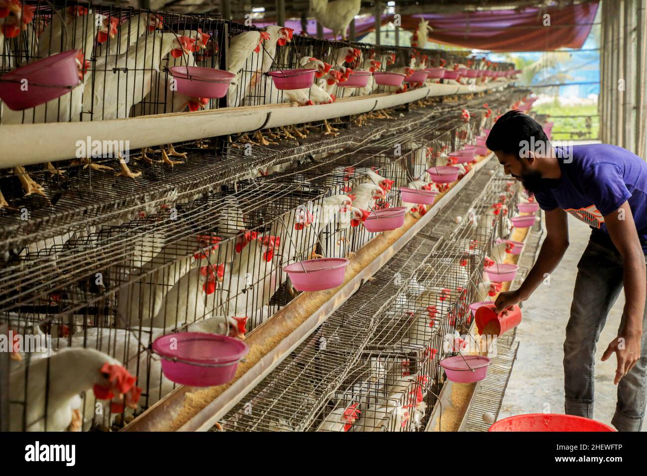 A worker feeding chicken at a poultry farm in Keranigong. The economic ...