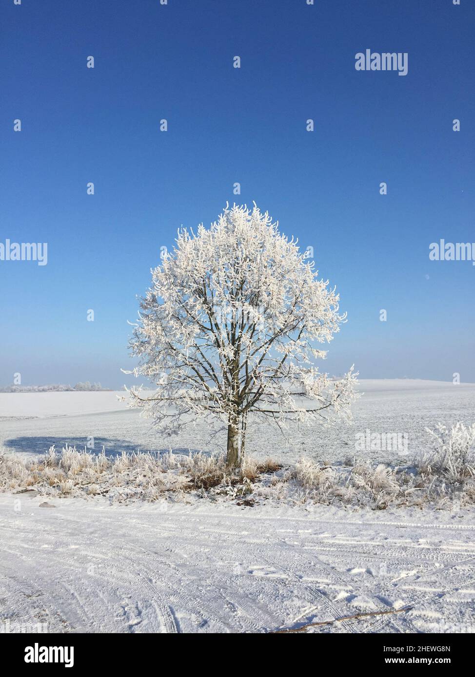 The tree in the frost hi-res stock photography and images - Alamy