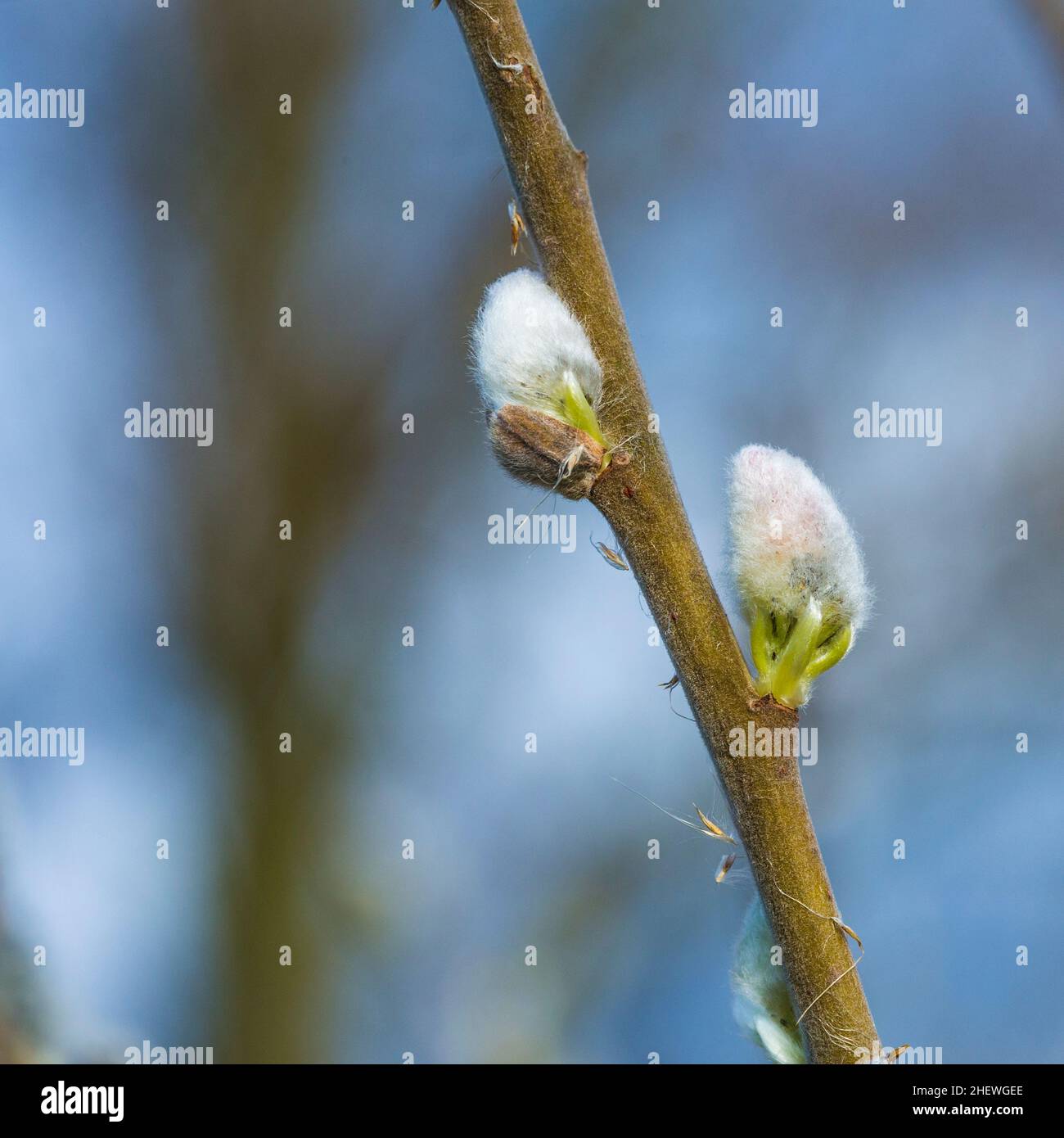 green bud of willow catkin in detail grows in spring Stock Photo - Alamy