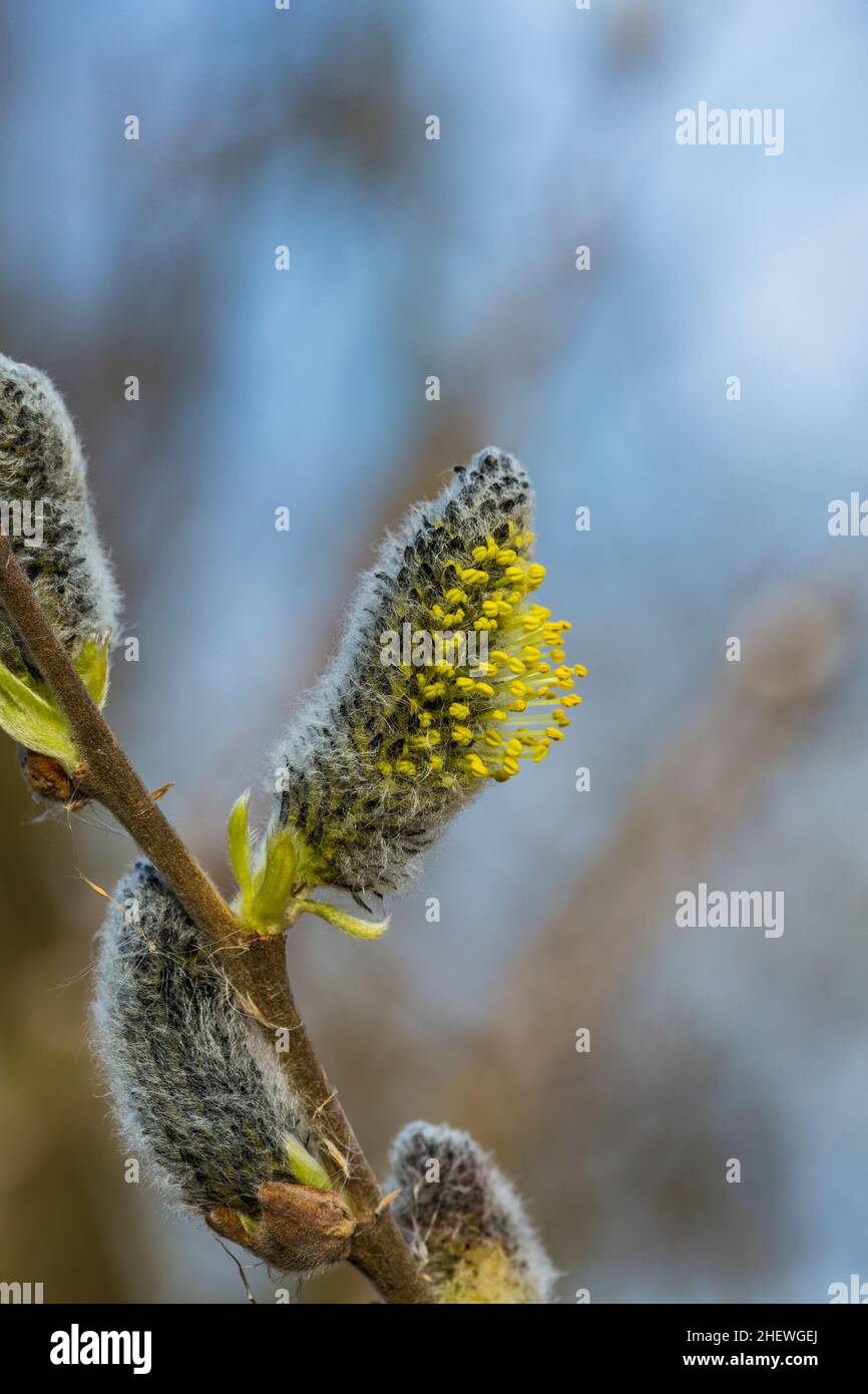 green bud of willow catkin in detail grows in spring Stock Photo - Alamy