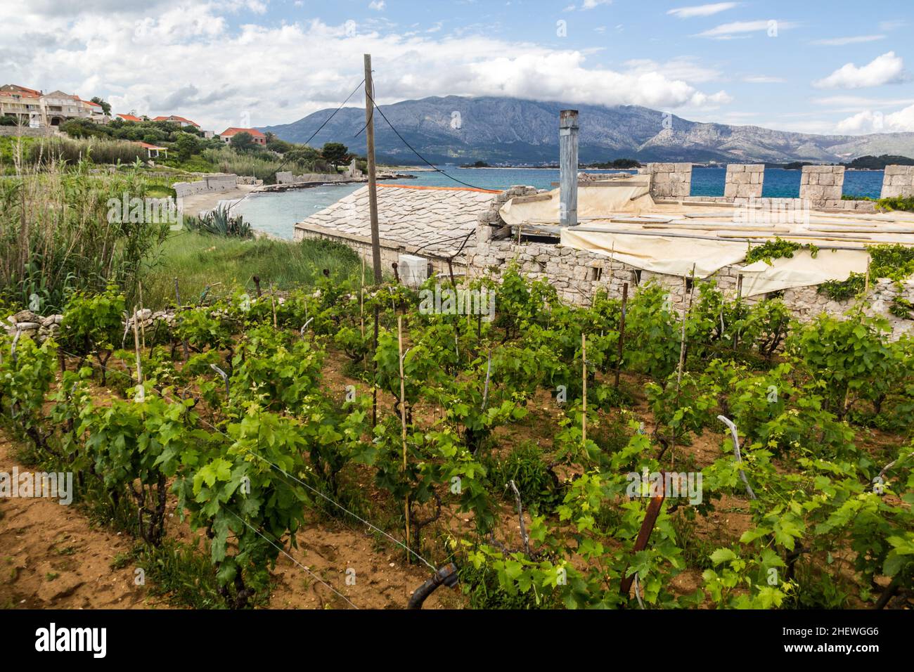 Vineyards near Lumbarda village on Korcula island, Croatia Stock Photo ...