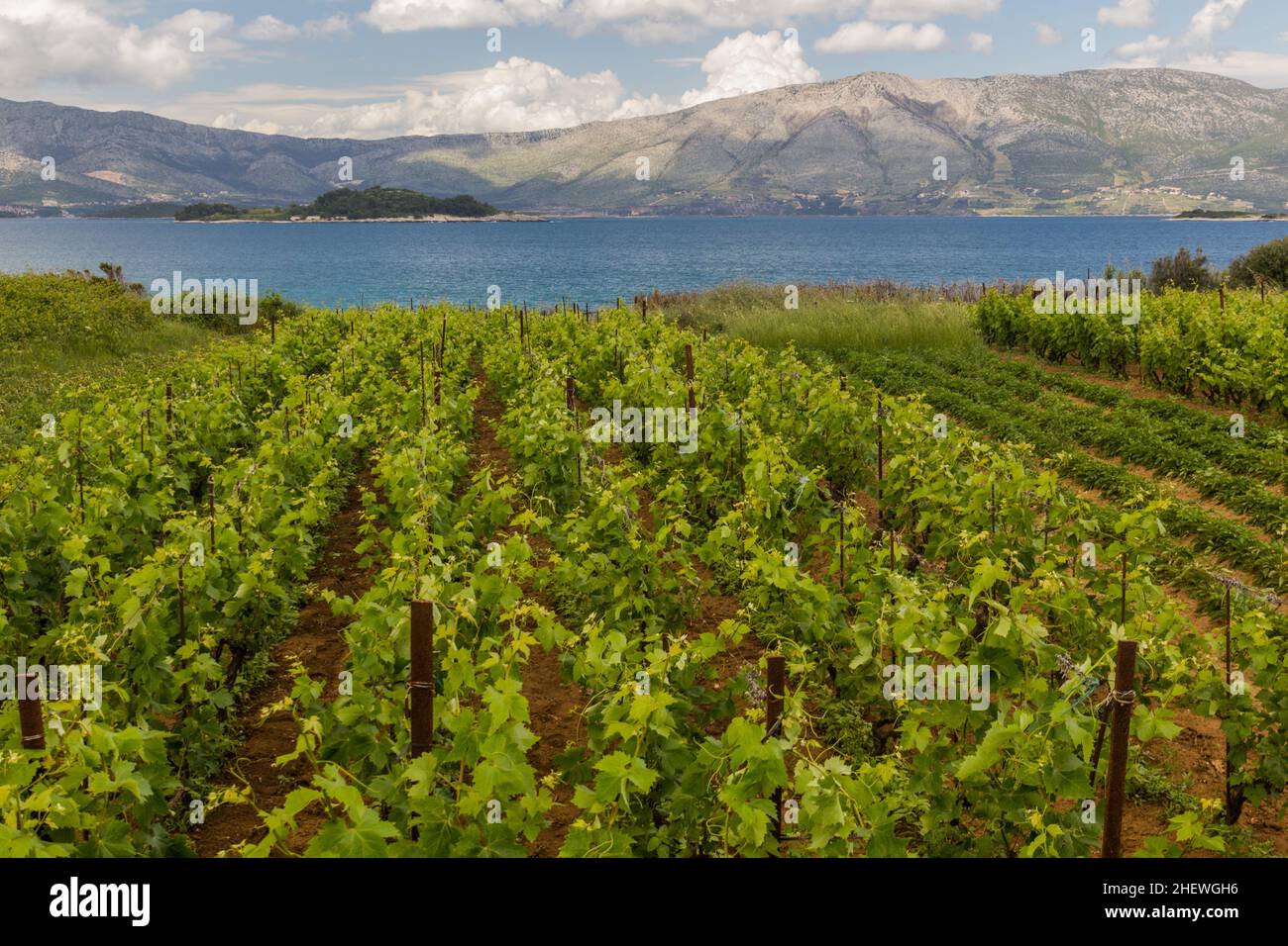 Vineyards near Lumbarda village on Korcula island, Croatia Stock Photo ...