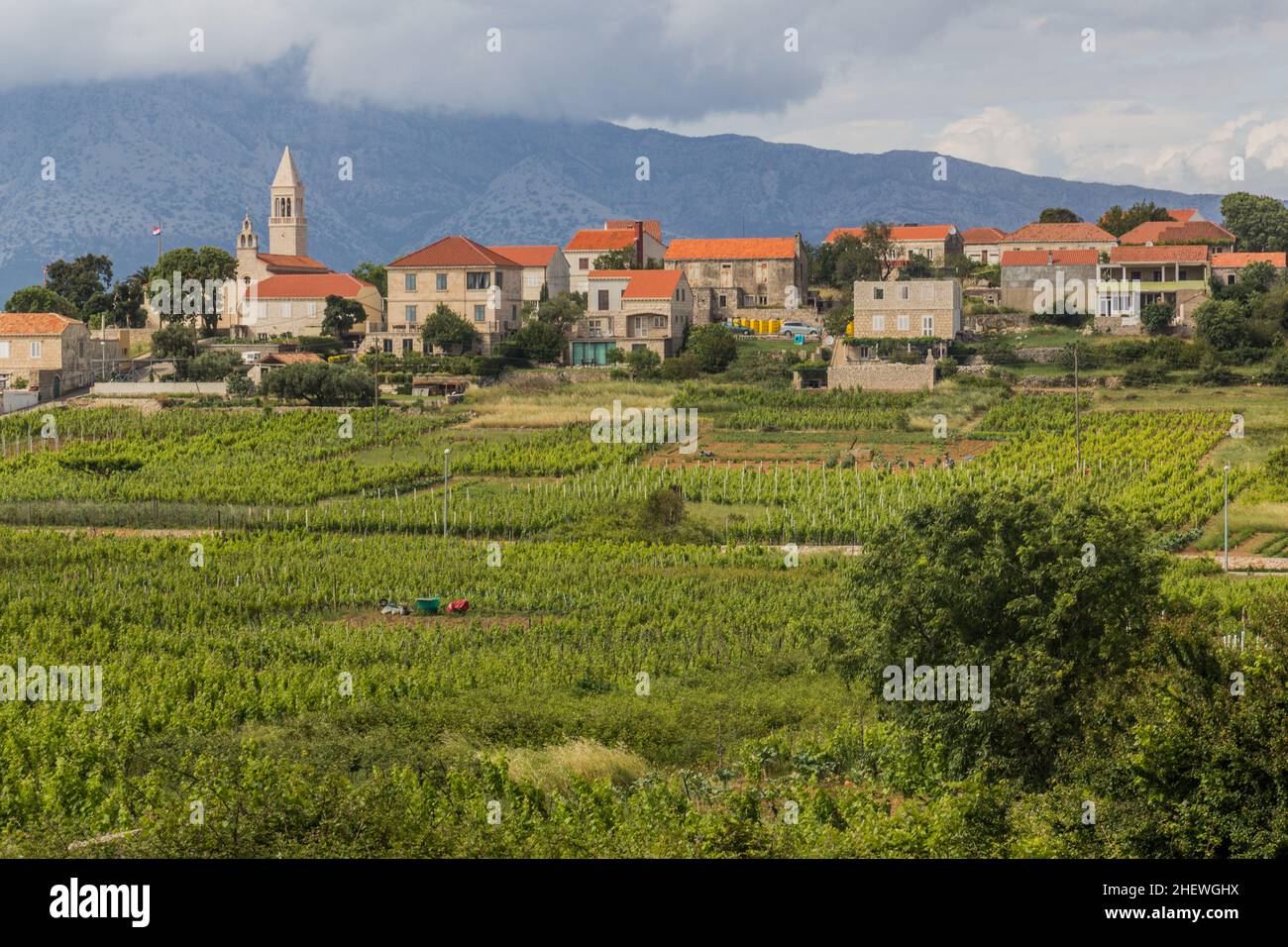 Vineyards near Lumbarda village on Korcula island, Croatia Stock Photo ...