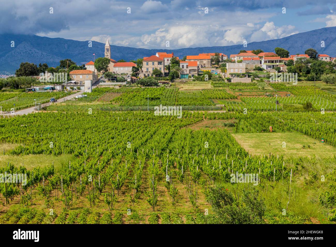 Vineyards near Lumbarda village on Korcula island, Croatia Stock Photo ...