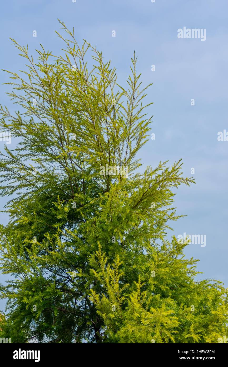 beautiful yellow pine tree stand under the clear morning and bright ...