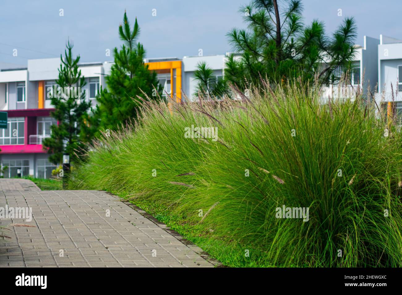 Jogging track from the beautiful city park landscape with the pine ...