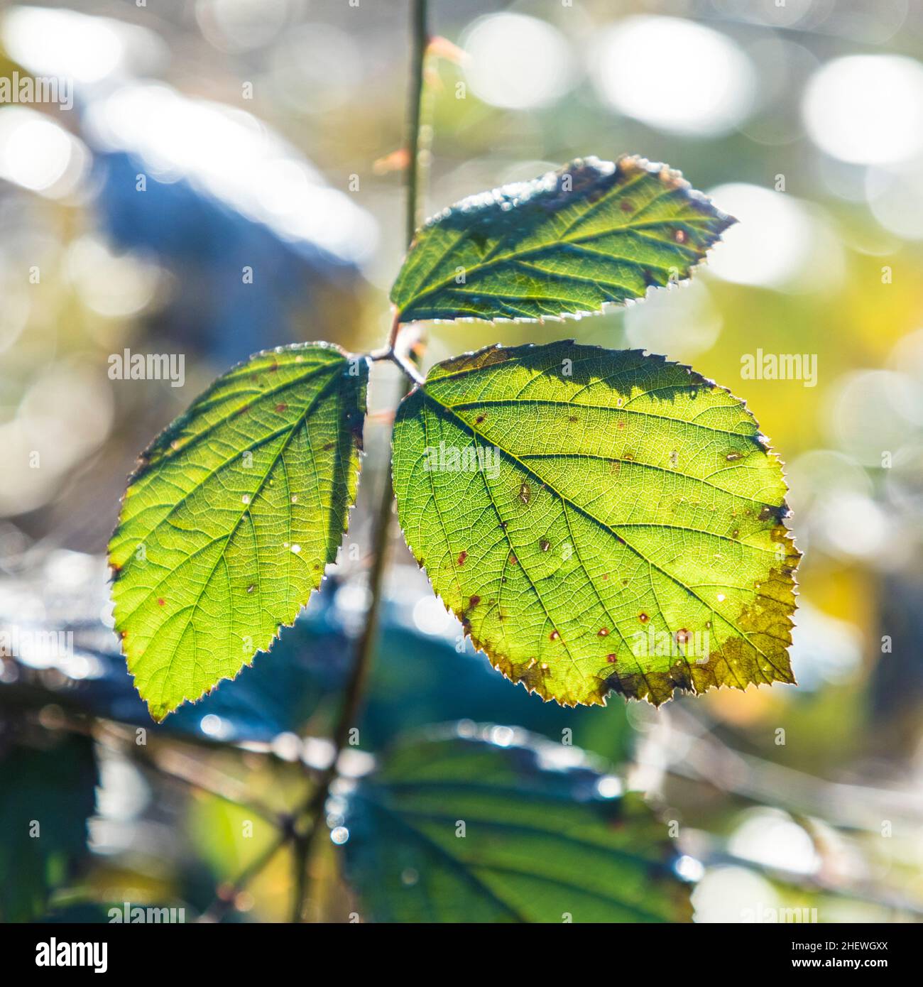 Leaf in sun hi-res stock photography and images - Alamy