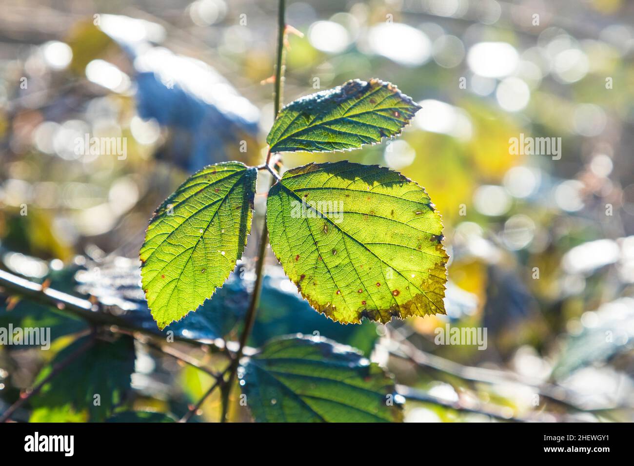 Leaf in sun hi-res stock photography and images - Alamy