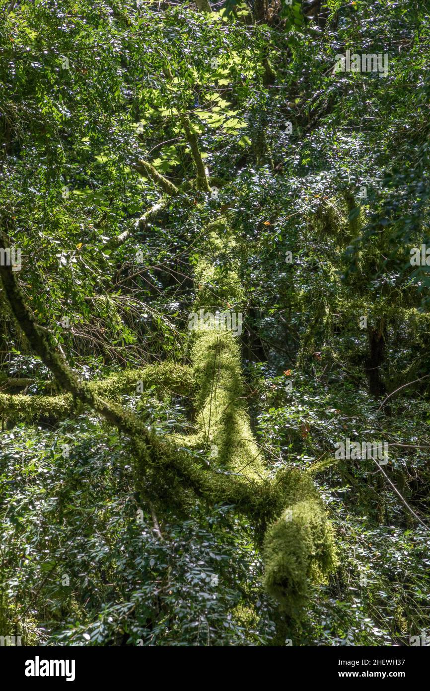 detail of forest with trees covered with moss Stock Photo - Alamy