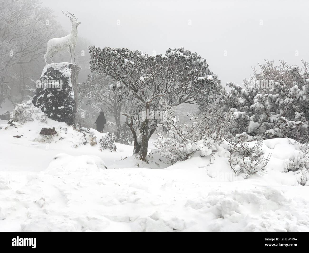 13th Jan, 2022. Jeju Island hit by heavy snow A tourist visits a trail ...