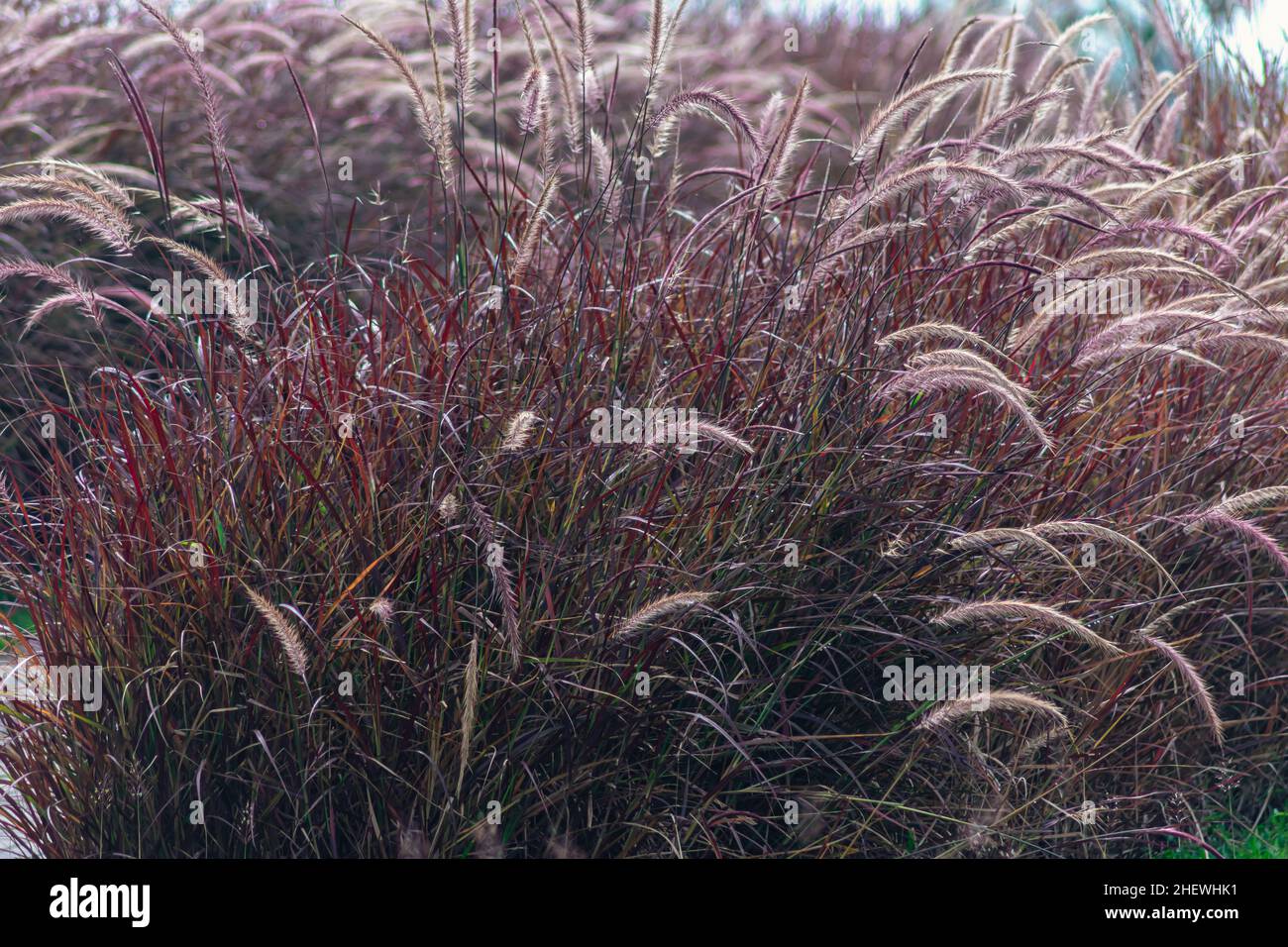 Close-up view from beautiful and aesthetic red wild grass decorated at ...