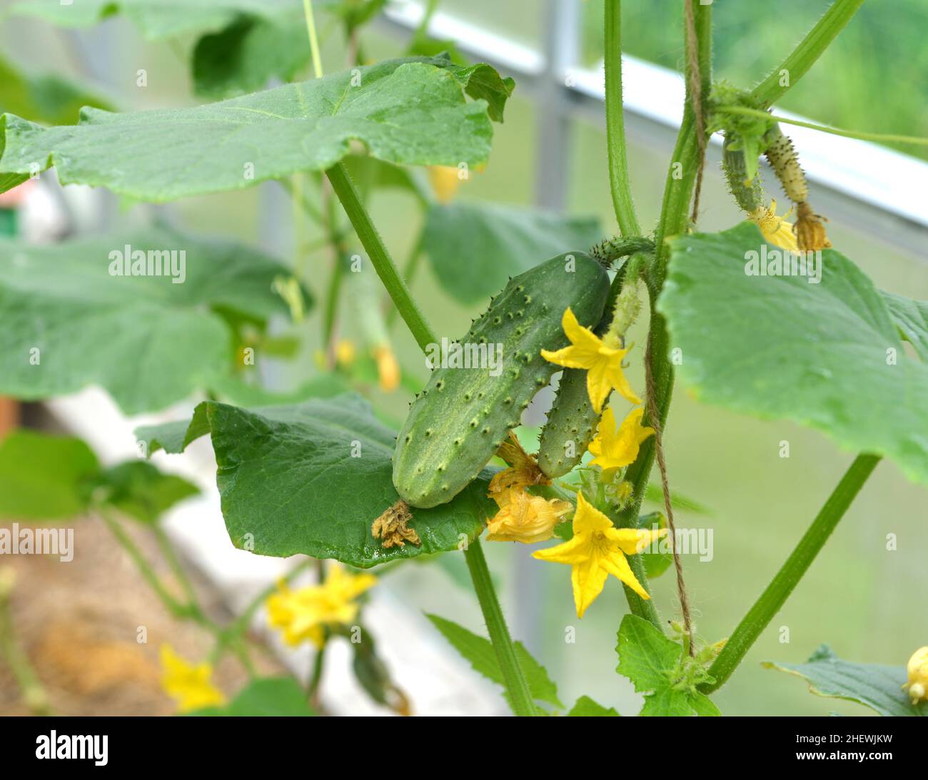 Young sprouts of cucumber vegetable in box in greenhouse or hothouse ...