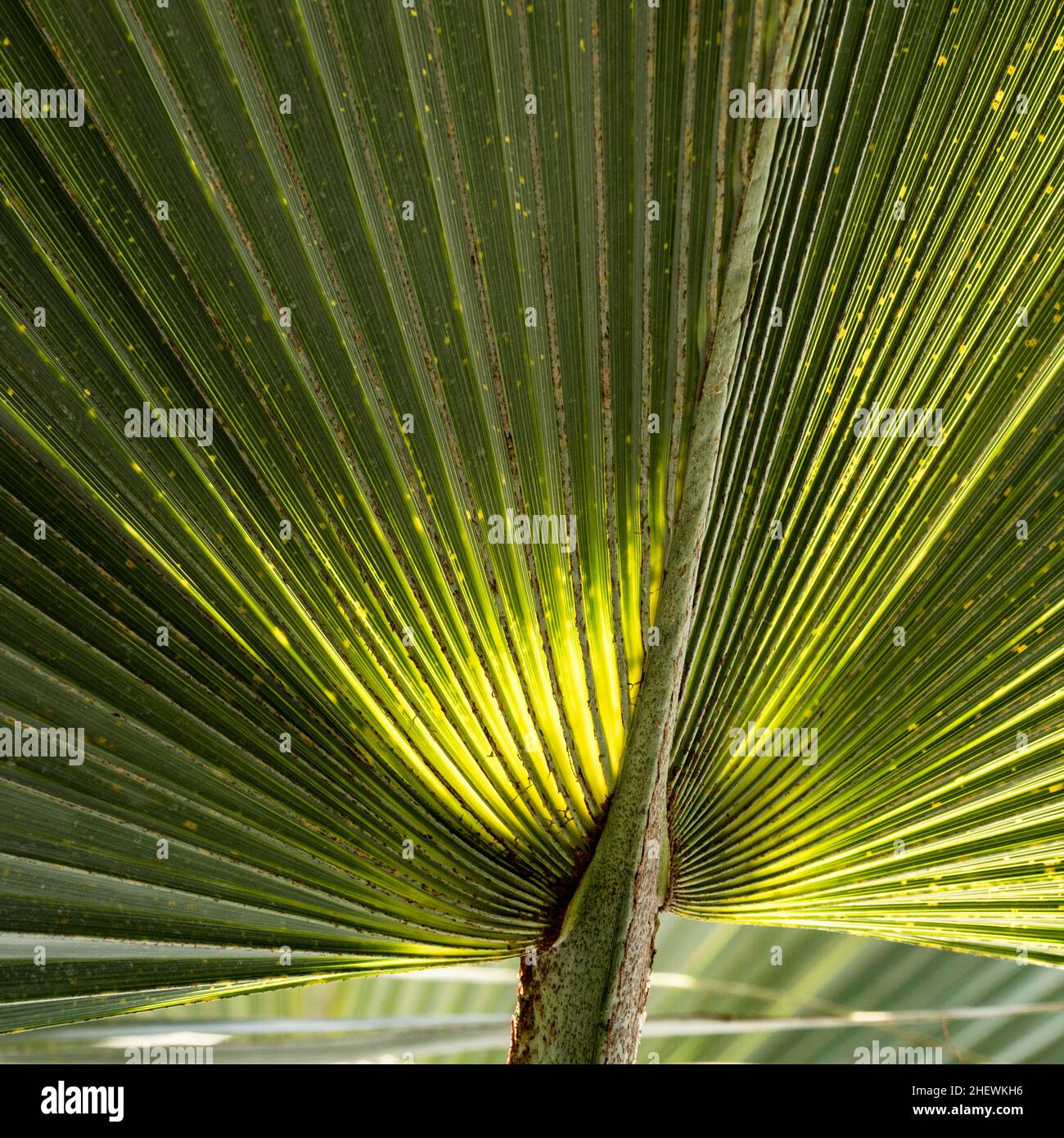 detail of green leaves of palm tree Stock Photo - Alamy