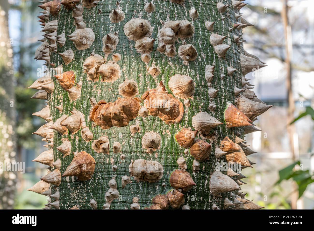 White spots bark hi-res stock photography and images - Alamy