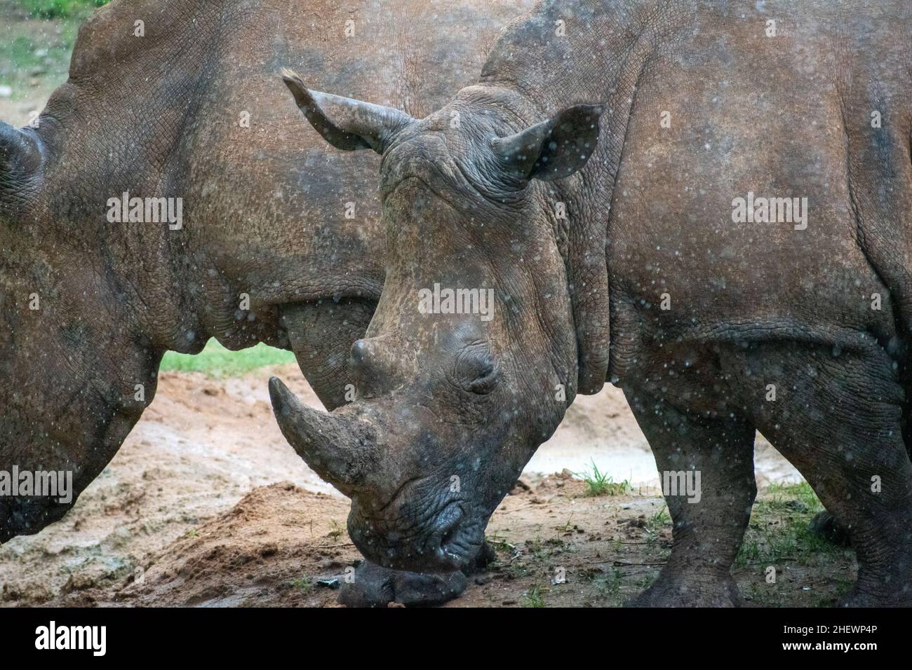 Two horned rhinos hi-res stock photography and images - Alamy