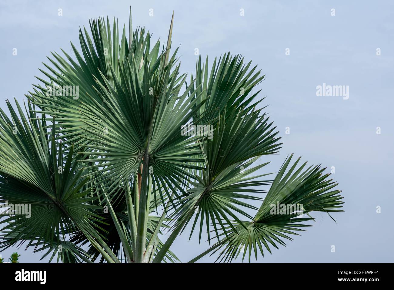 Beautiful green tropical fan leaves palm tree under the clear and ...