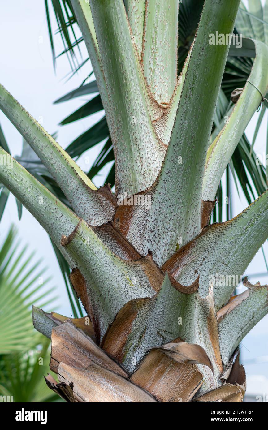 Close-up view of the stem of tropical fan leaves palm tree Stock Photo ...