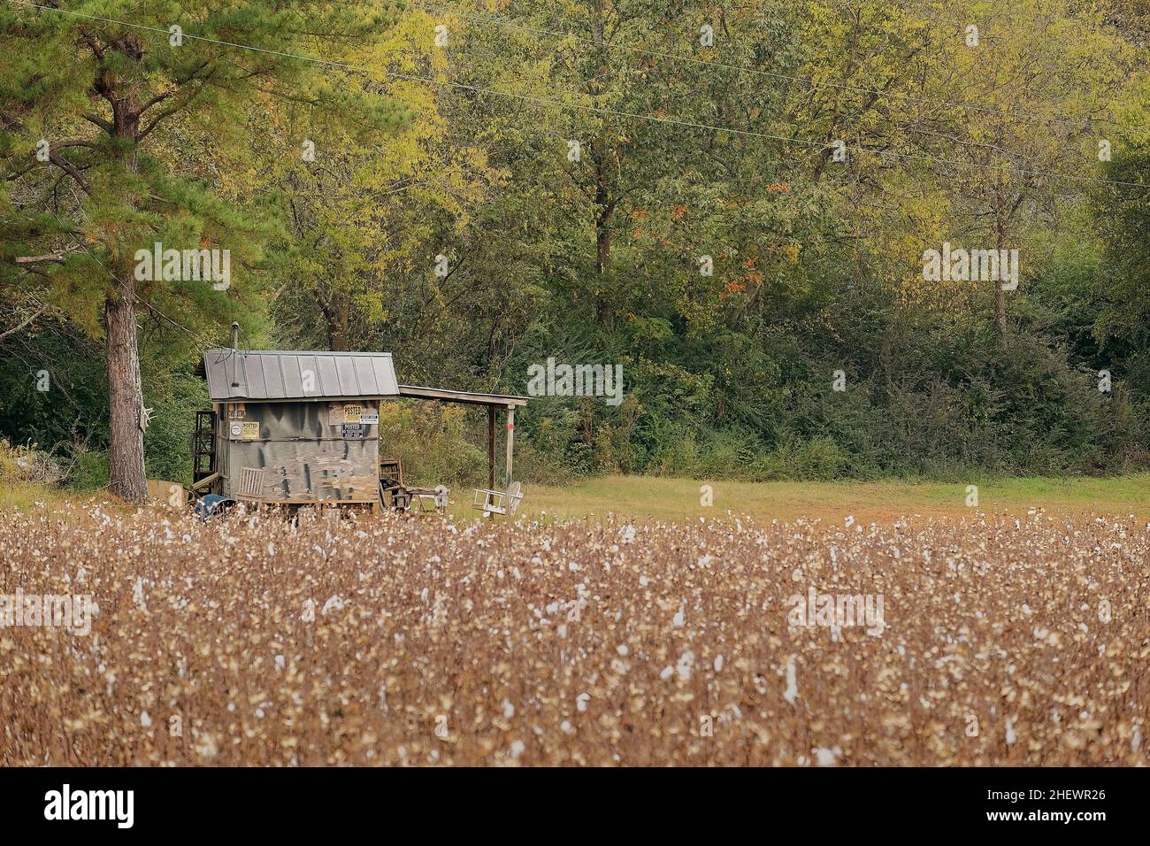 Small wooden shack in a cotton field in rural Alabama, USA Stock Photo ...