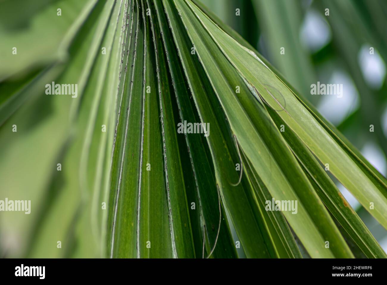 Close-up view showing the detail of beautiful tropical green fan leaf ...