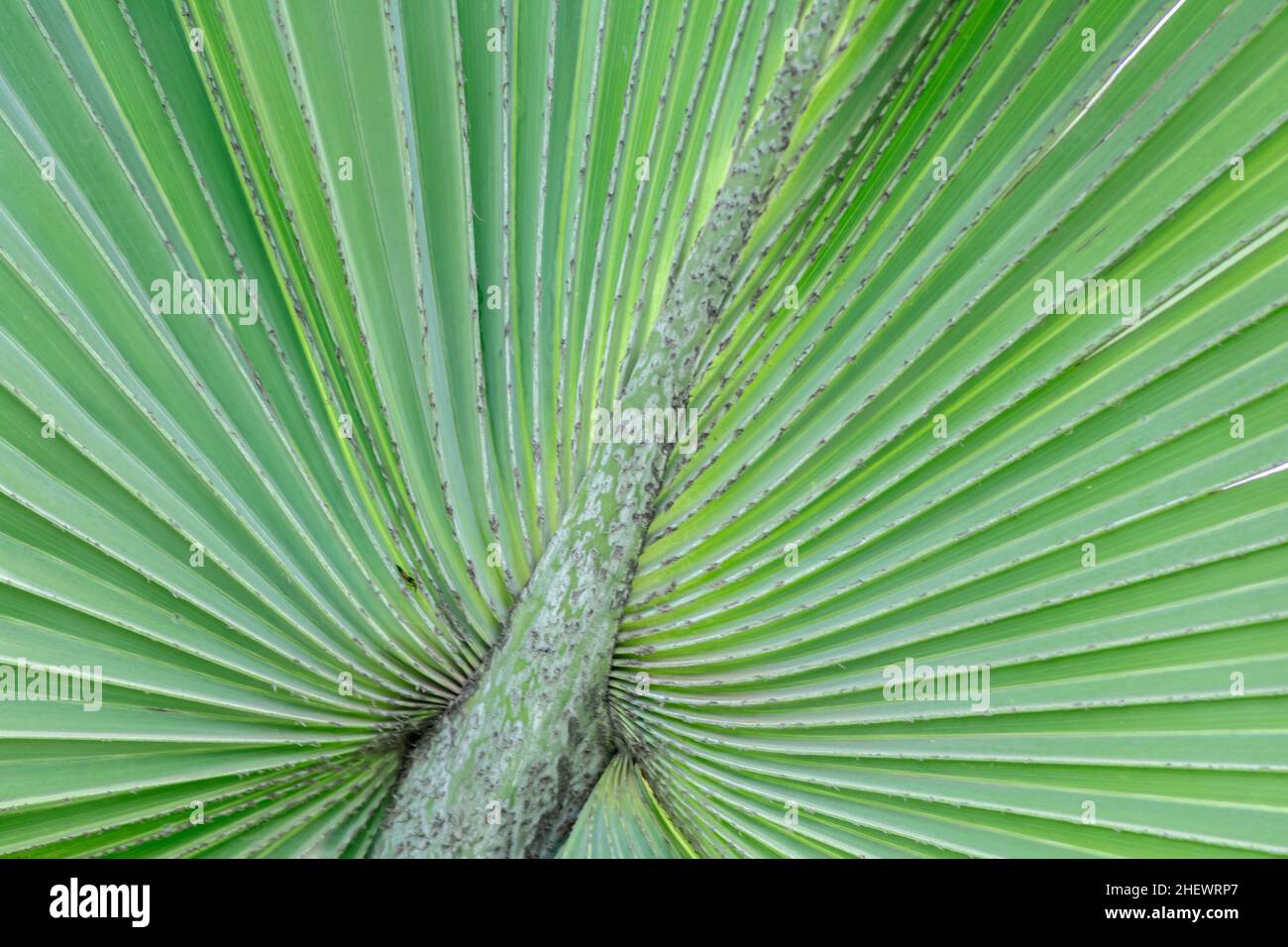 Close-up view showing the detail of beautiful tropical green fan leaf ...