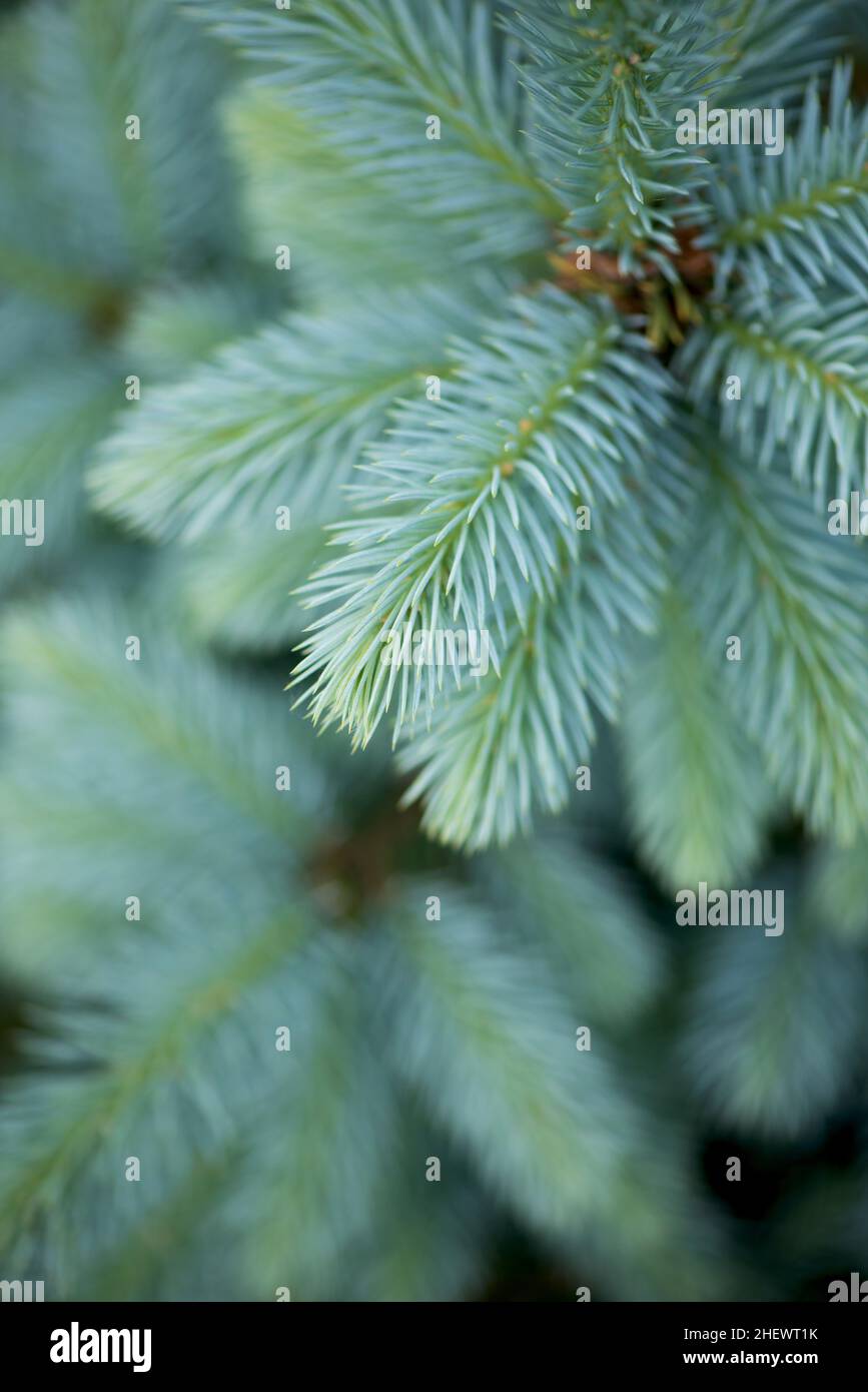 Silver fir tree hi-res stock photography and images - Alamy