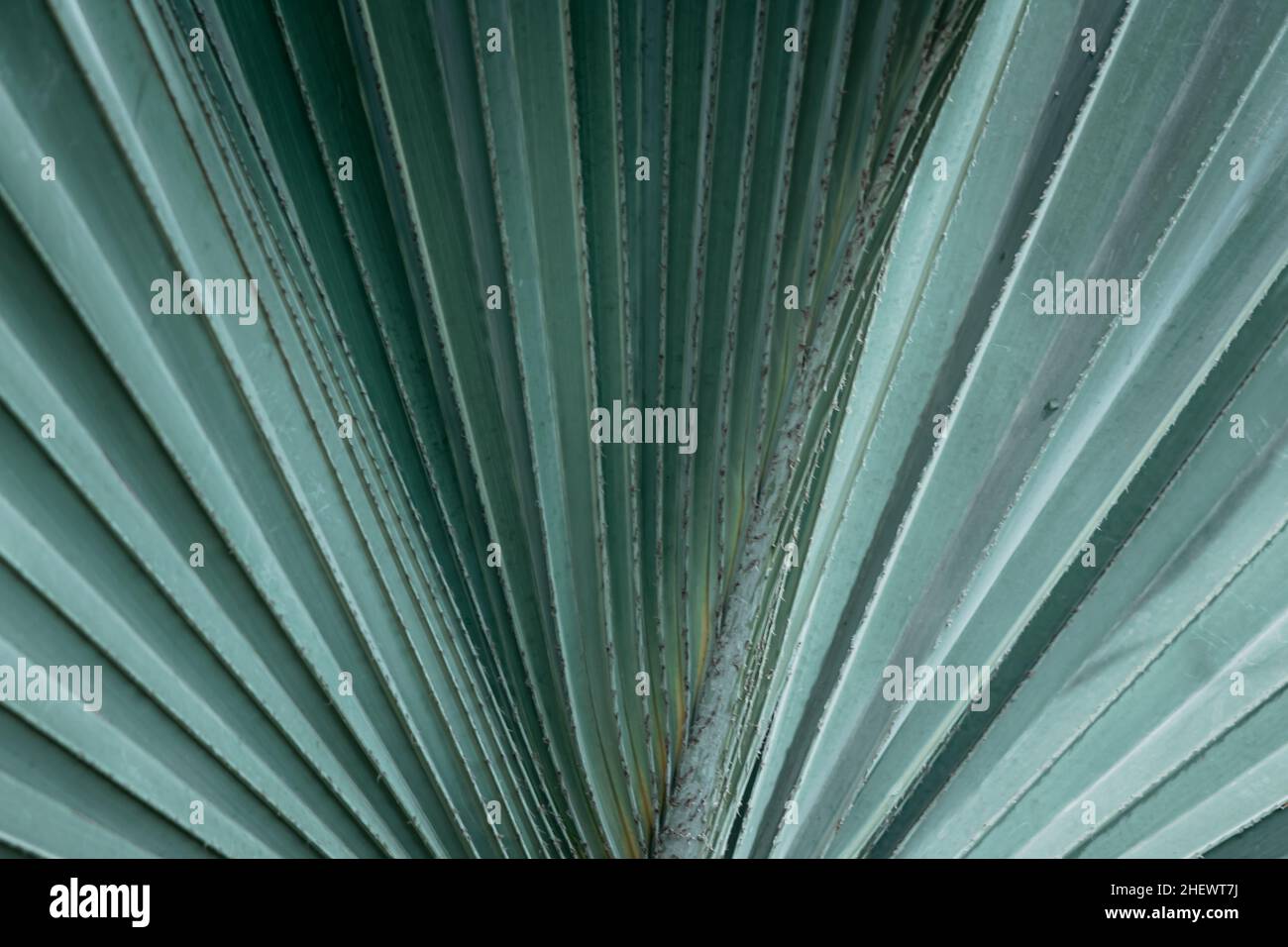 Close-up view showing the detail of beautiful tropical green fan leaf ...