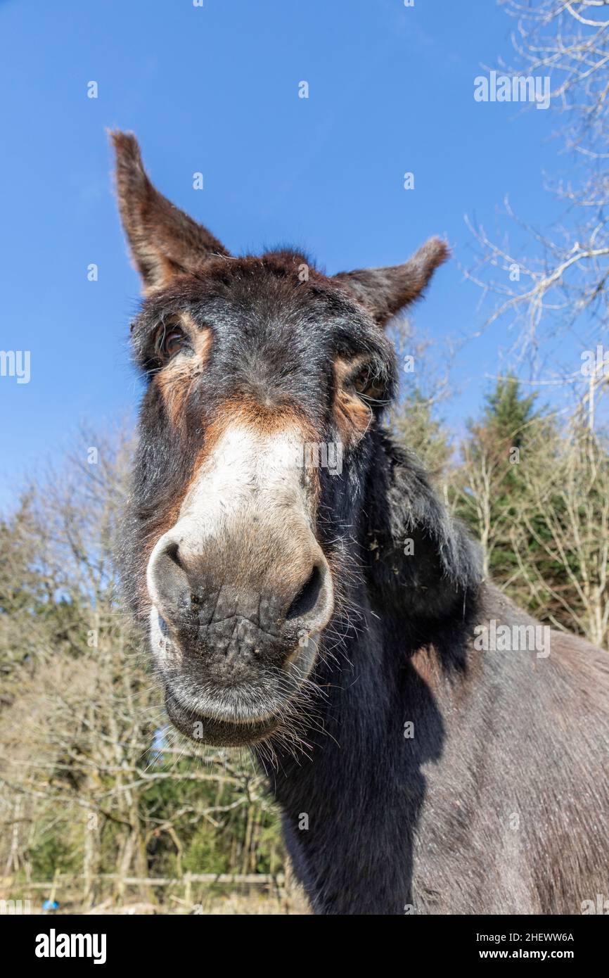 cute donkey at the meadow Stock Photo - Alamy