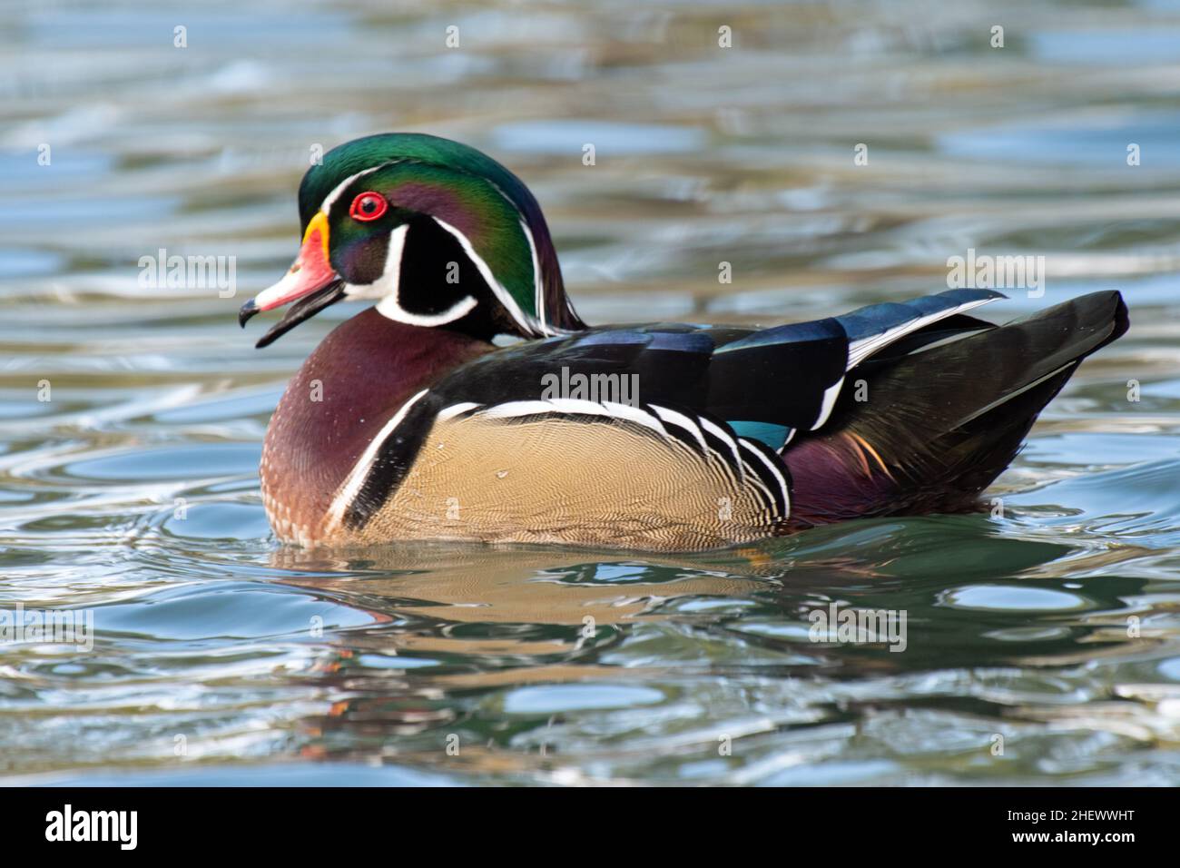 Wood Duck (Aix sponsa Stock Photo - Alamy