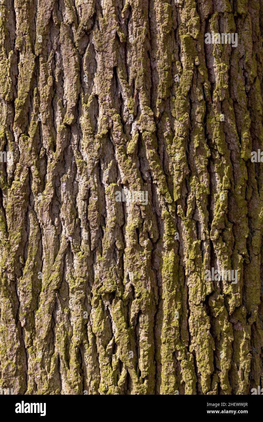 detail of oak tree bark Stock Photo - Alamy