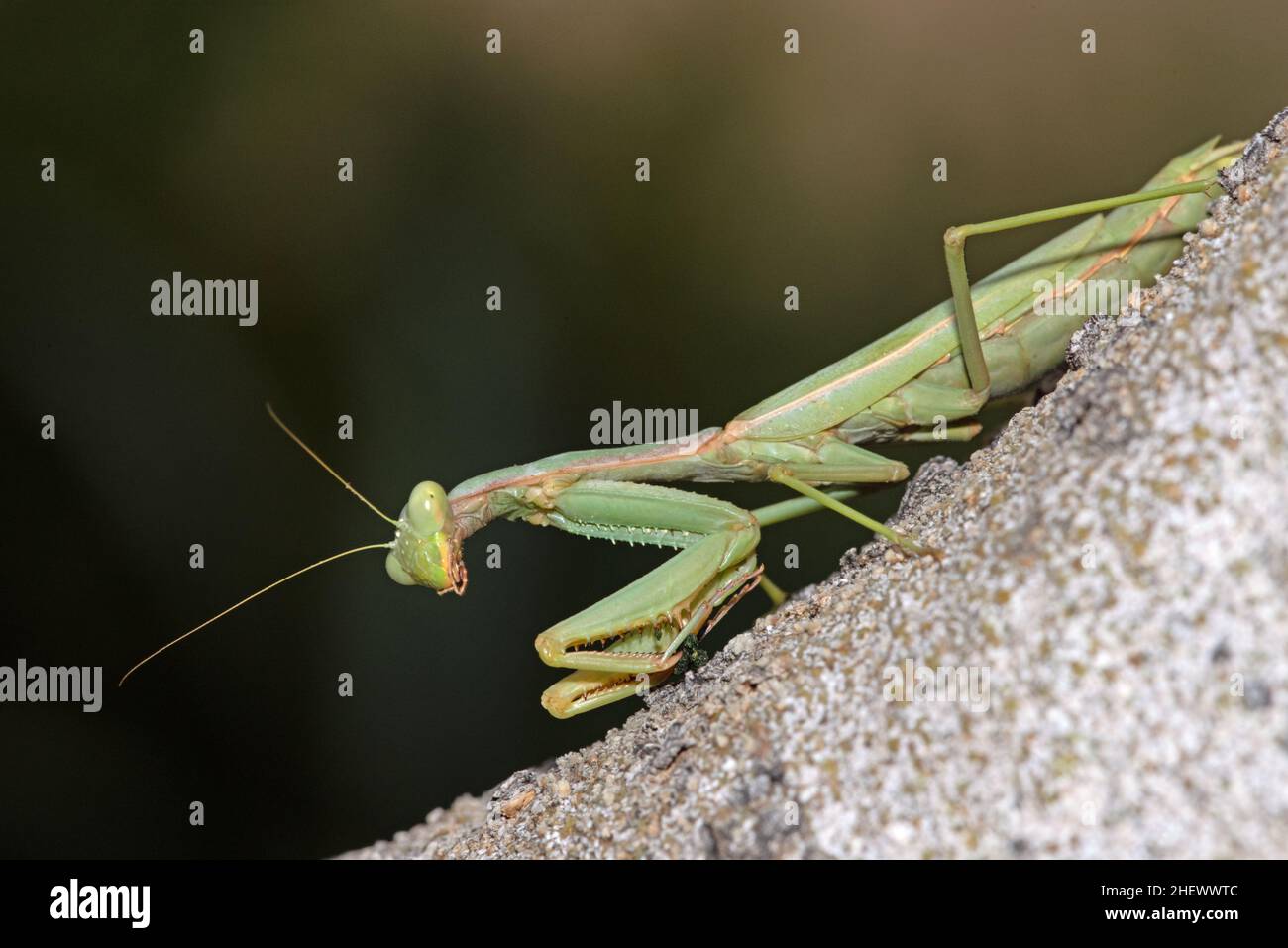 Arizona praying mantis hi-res stock photography and images - Alamy