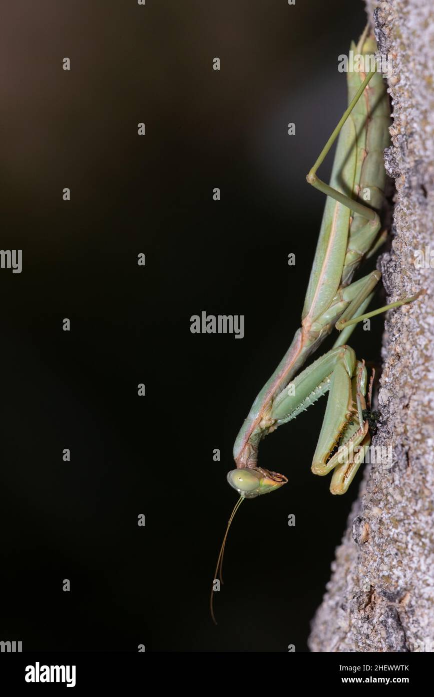 Arizona Mantis (Stagmomantis limbata Stock Photo - Alamy