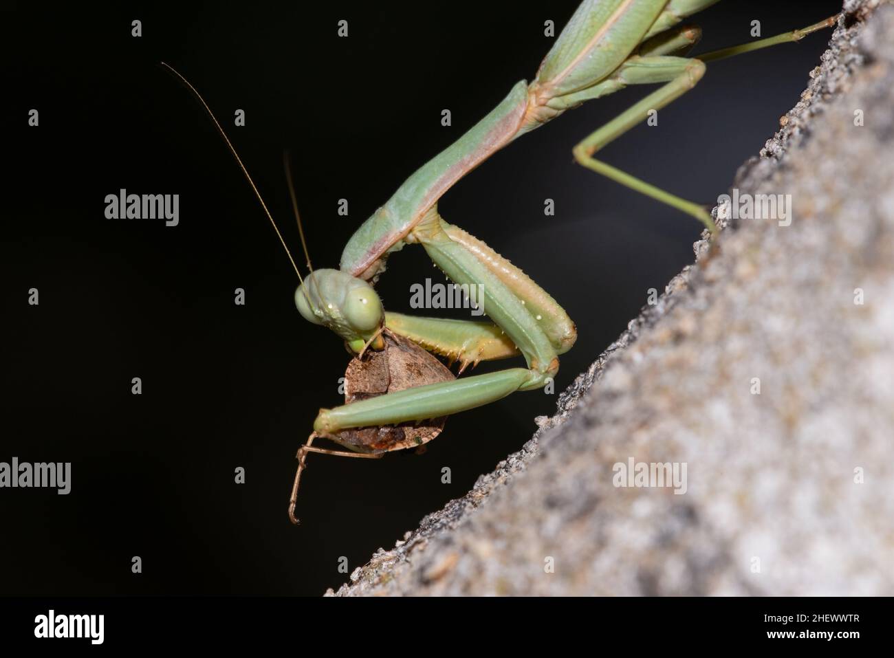 Arizona praying mantis hi-res stock photography and images - Alamy