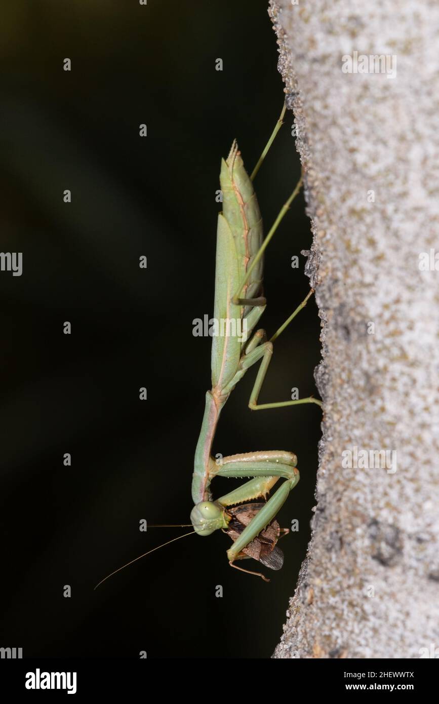Arizona praying mantis hi-res stock photography and images - Alamy