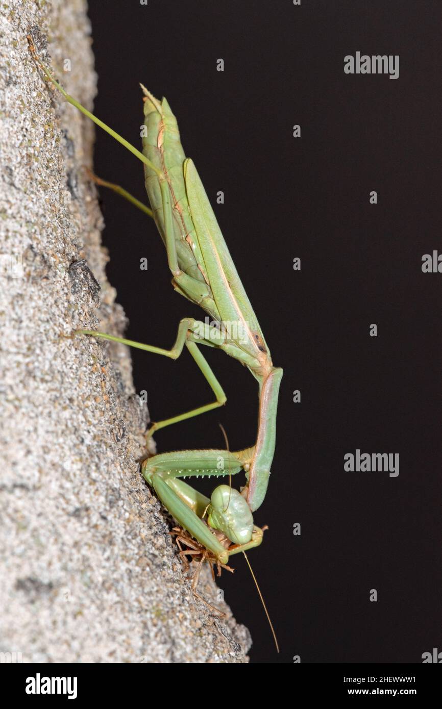 Arizona Mantis (Stagmomantis limbata Stock Photo - Alamy