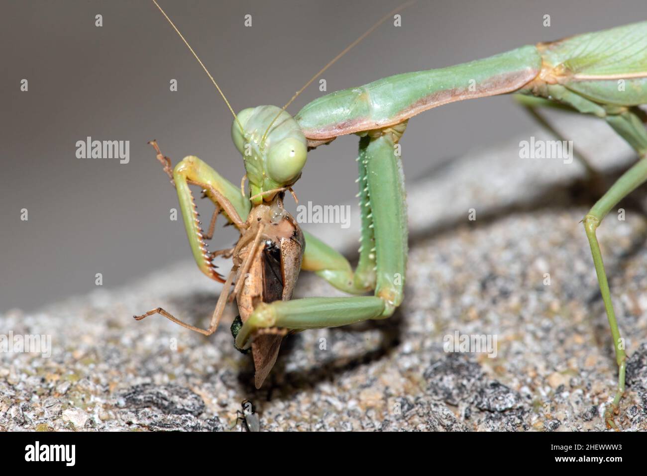 Arizona Mantis (Stagmomantis limbata Stock Photo - Alamy