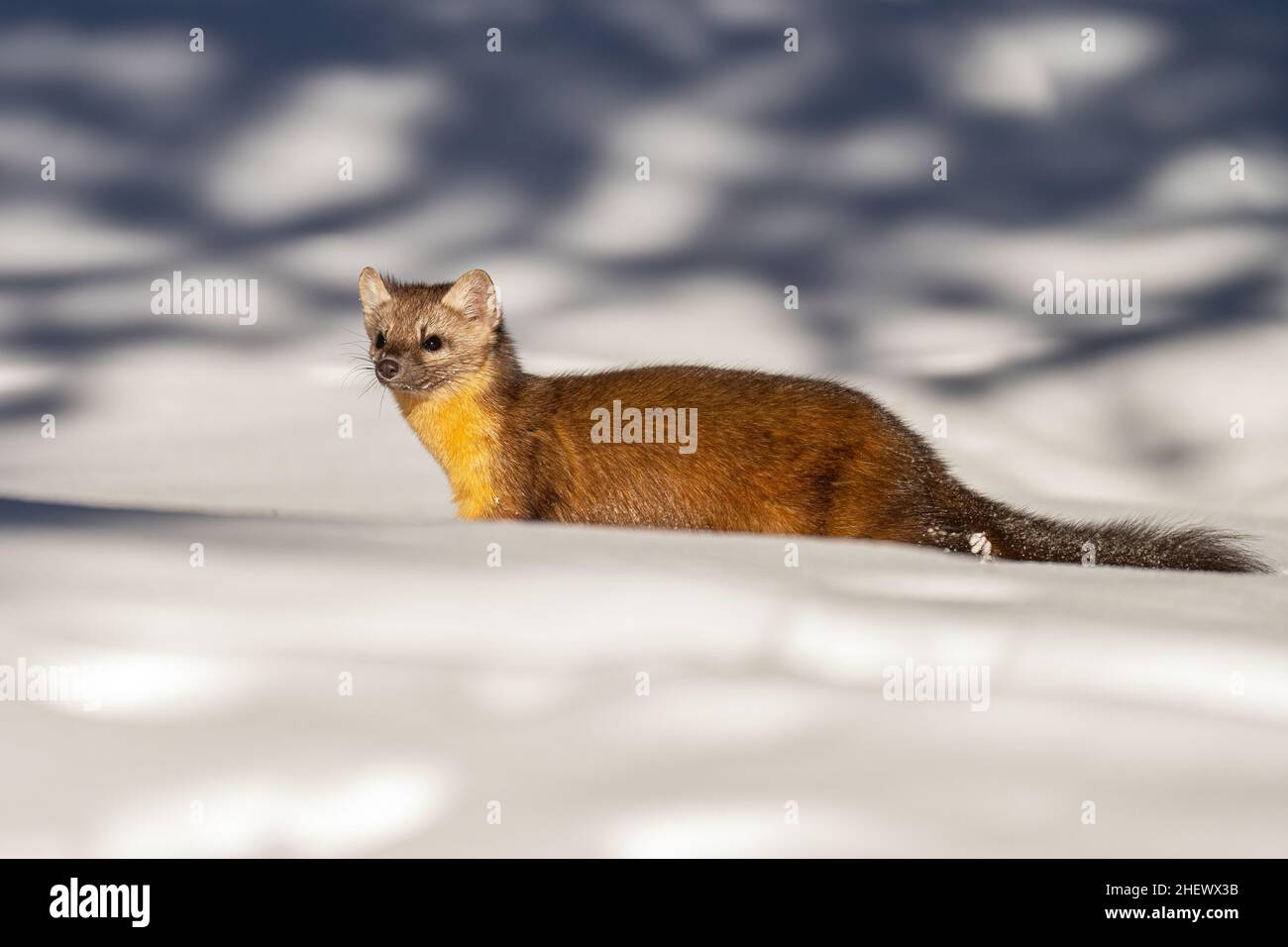 American marten hi-res stock photography and images - Alamy
