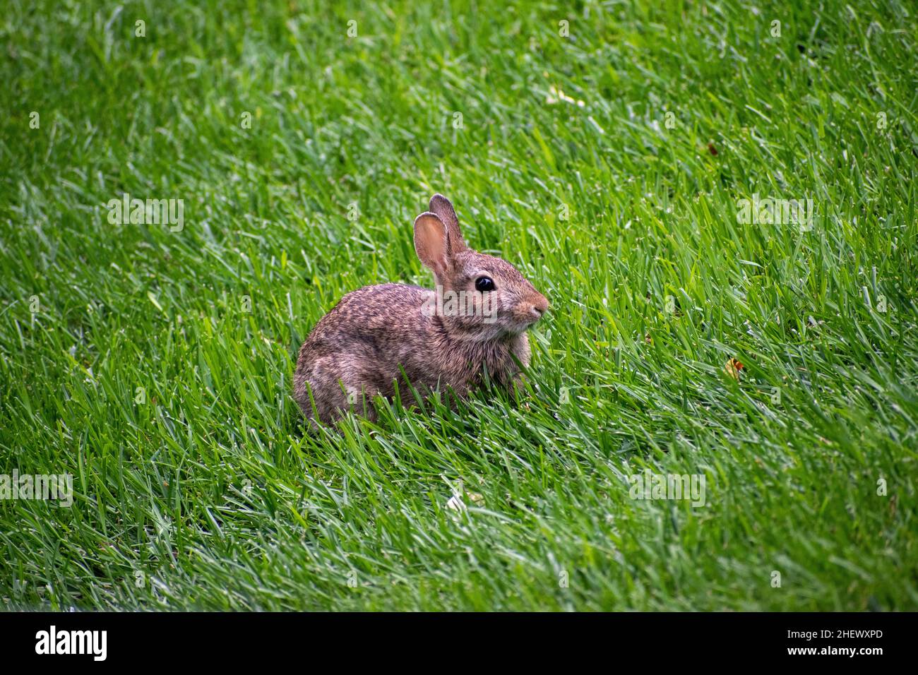 Brown rabbit sitting in grass Stock Photo - Alamy