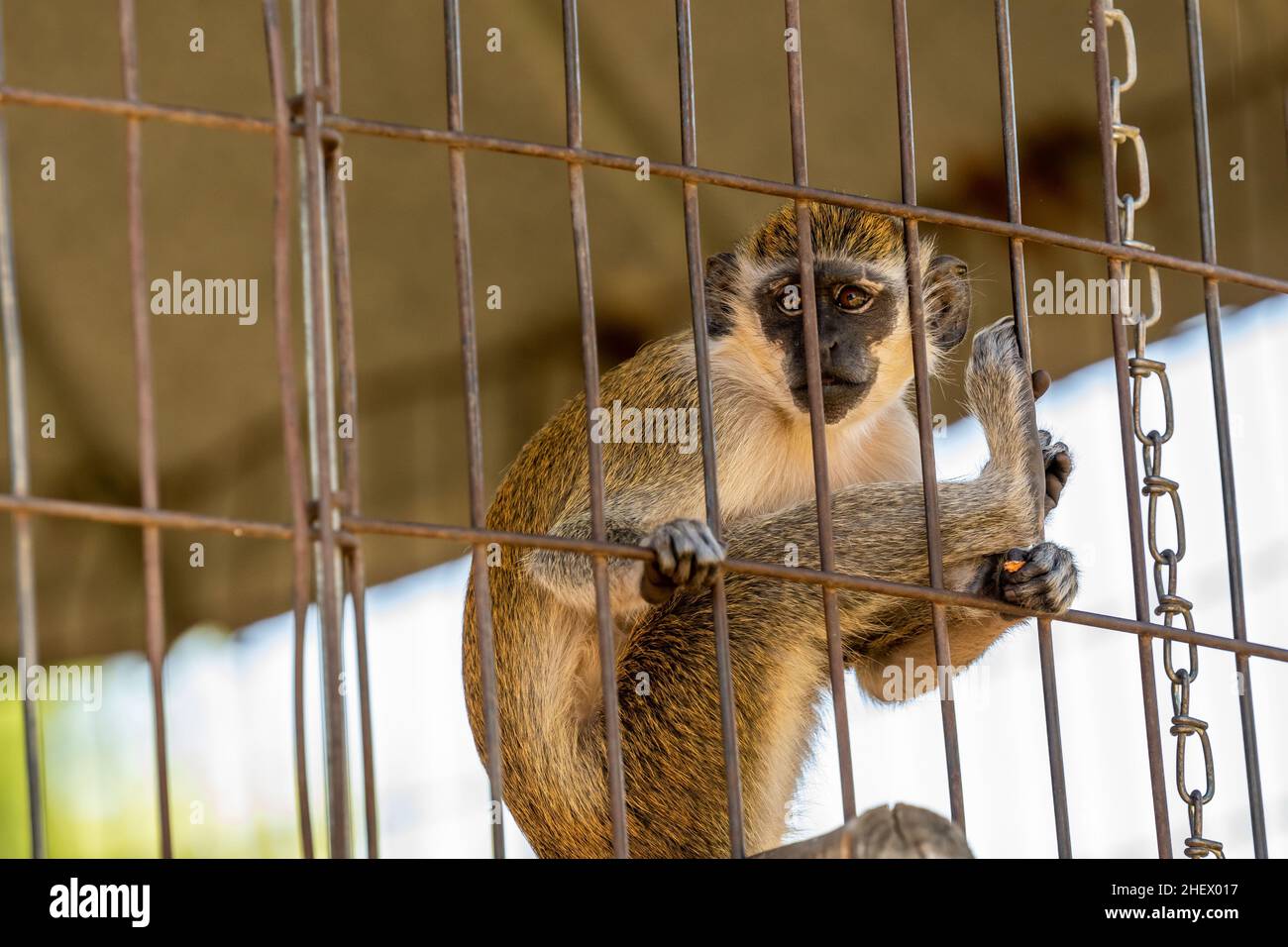 A Black Handed Spider Monkey in Hemker Park Zoo, Minnesota Stock Photo ...