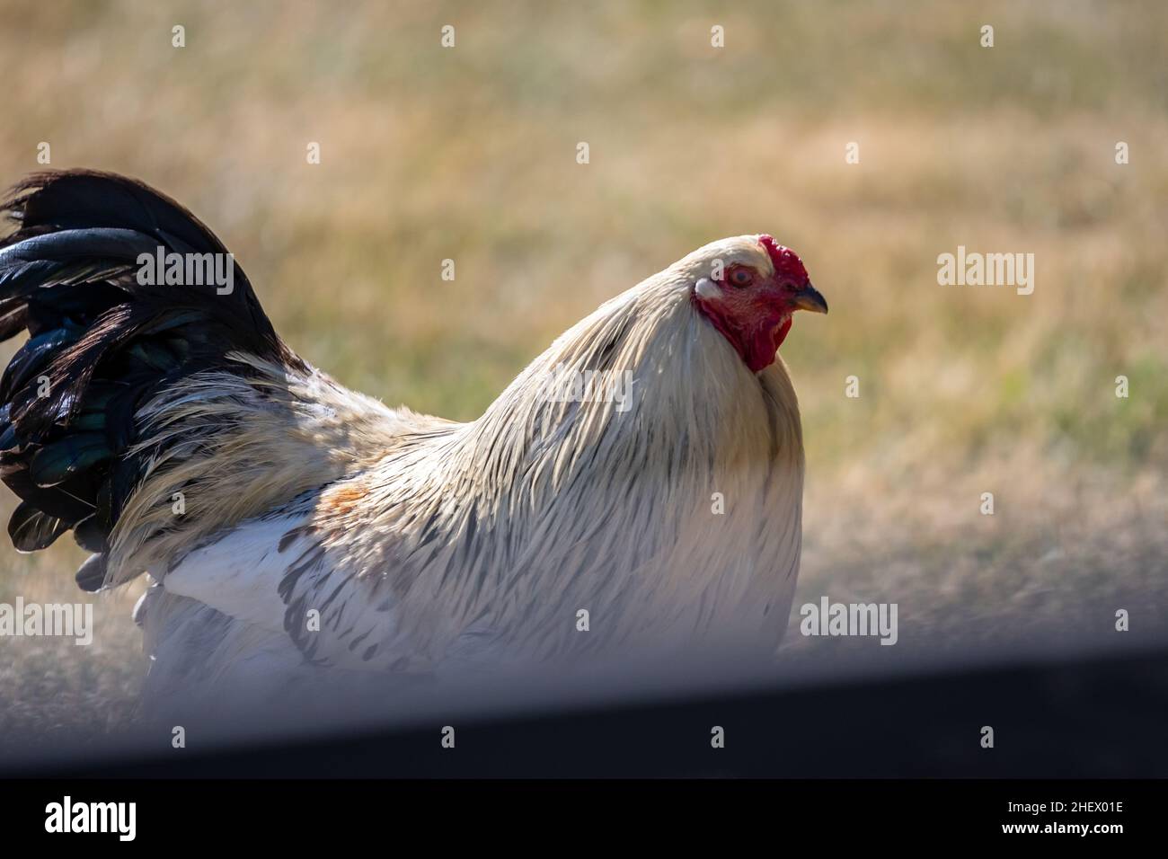 Hemker Park Zoo High Resolution Stock Photography and Images - Alamy