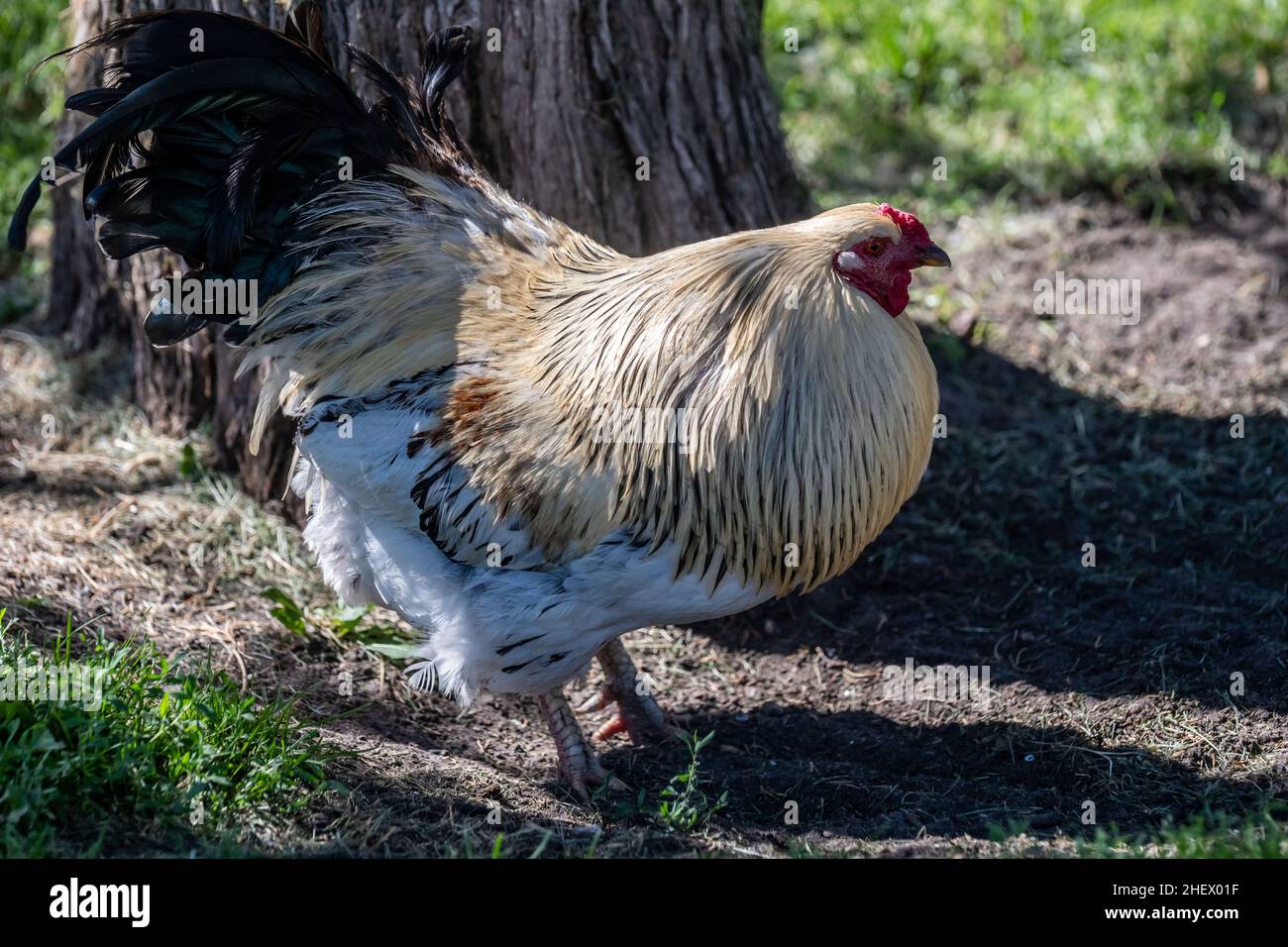 A domestic junglefowl in Hemker Park Zoo, Minnesota Stock Photo - Alamy